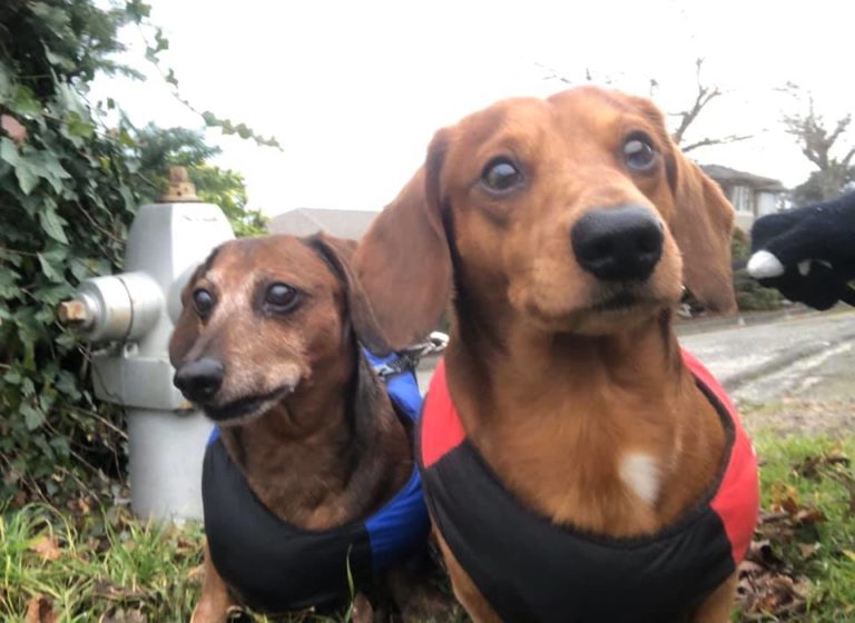 Weeniedogs – Floppydogs Pet Care